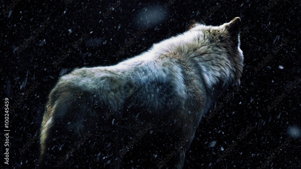 Wolf In Dark Forest With Snow Falling Stock-Video | Adobe Stock