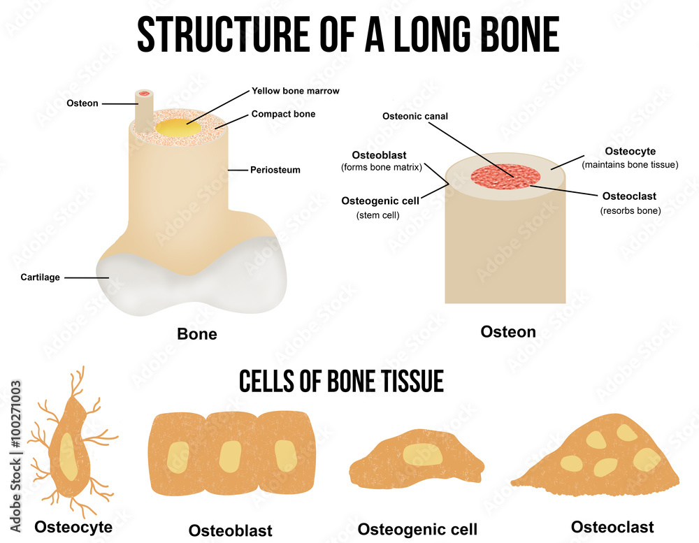 Structure of a long bone Stock Vector | Adobe Stock