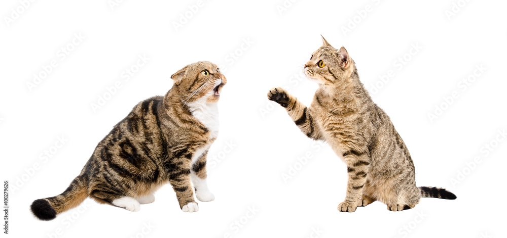 Two Cats Sitting Together