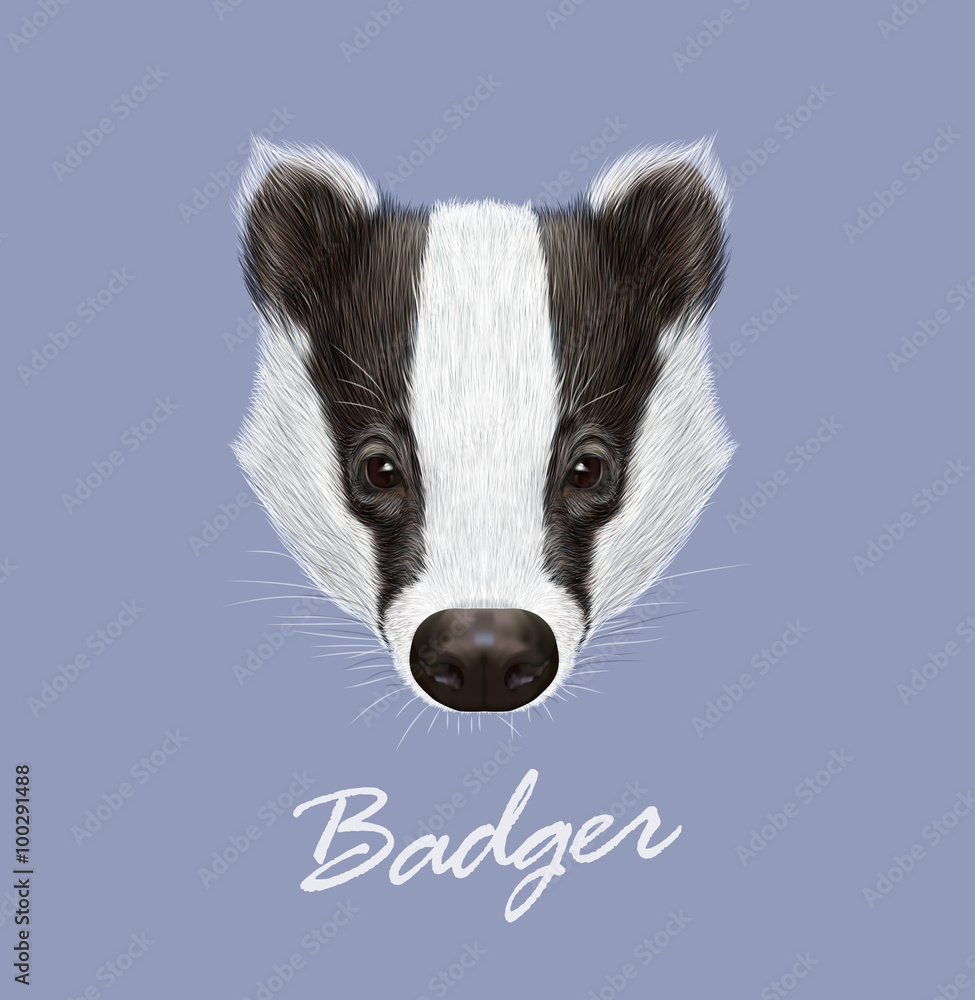 Badger wild animal face. Vector cute European, Eurasian black and white ...