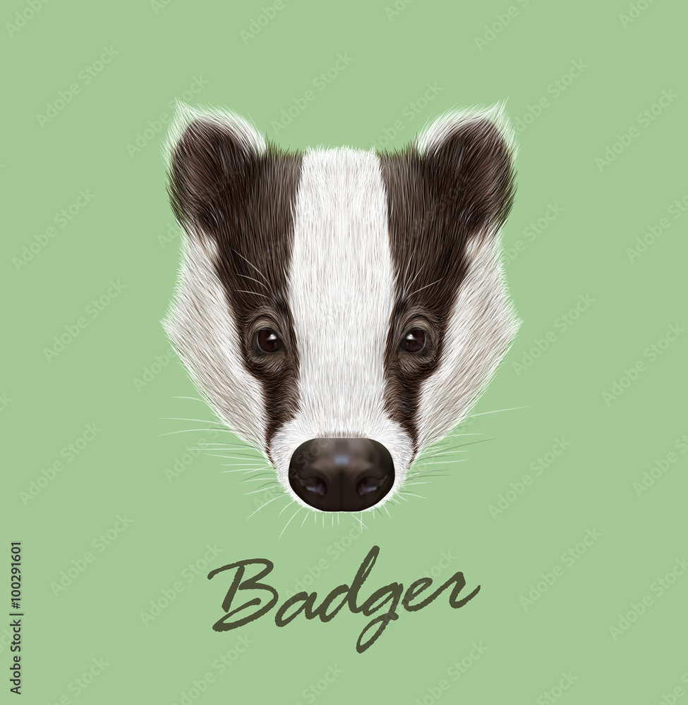 Badger wild animal face. Vector cute European, Eurasian black and white ...