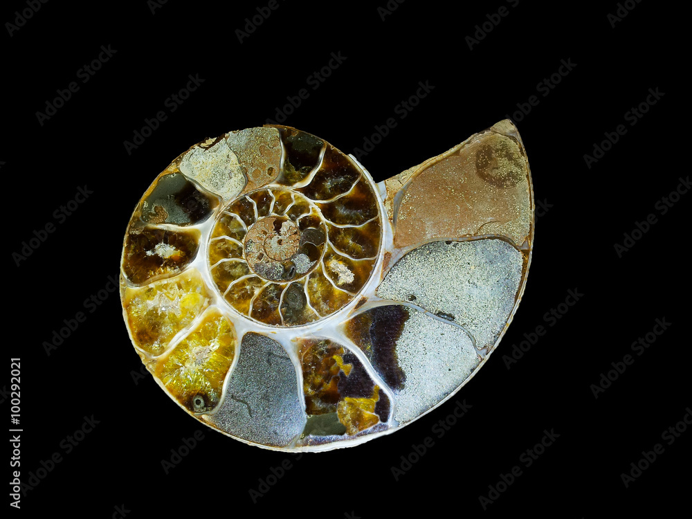 Ammonite fossil- extinct beauty. Ammonites became extinct million years ...