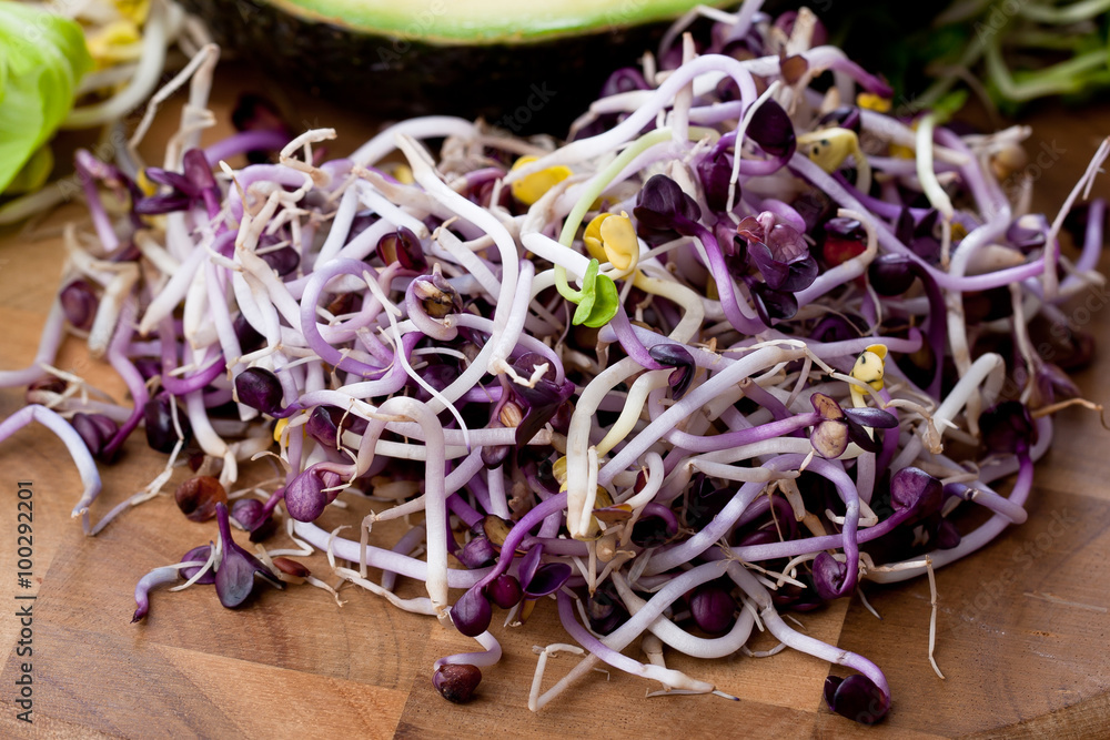 Sprossen Sortiment Stock-Foto | Adobe Stock