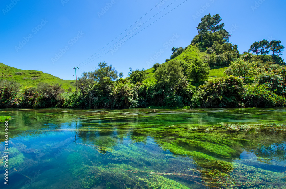 Blue Spring which is located at Te Waihou Walkway,Hamilton New Zealand ...