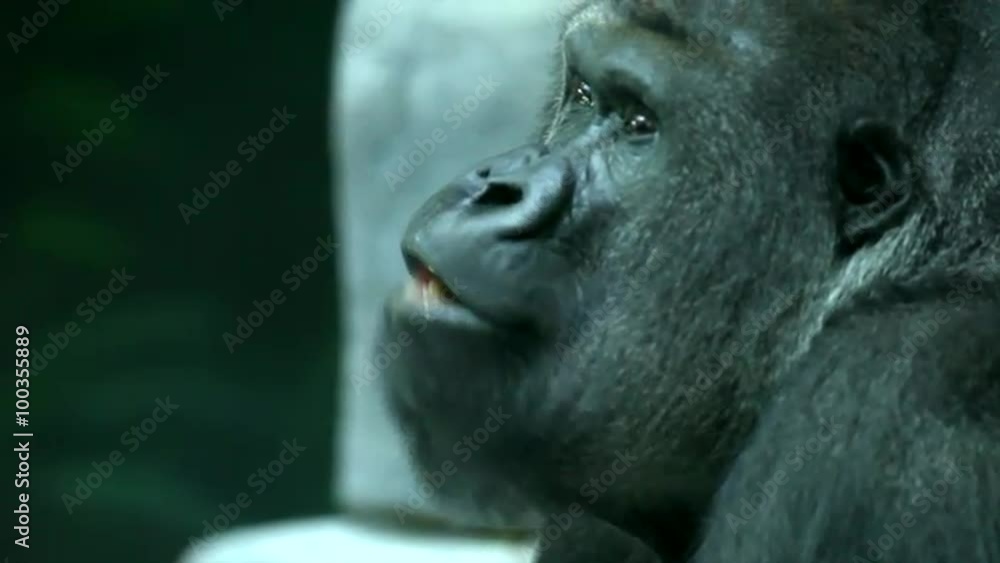 A gorilla male, severe silverback, chief of the primate family, is ...