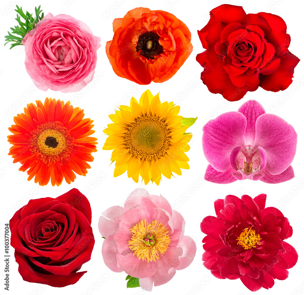 Single flower heads. Rose, orchid, peony, sunflower, gerber Stock Photo ...