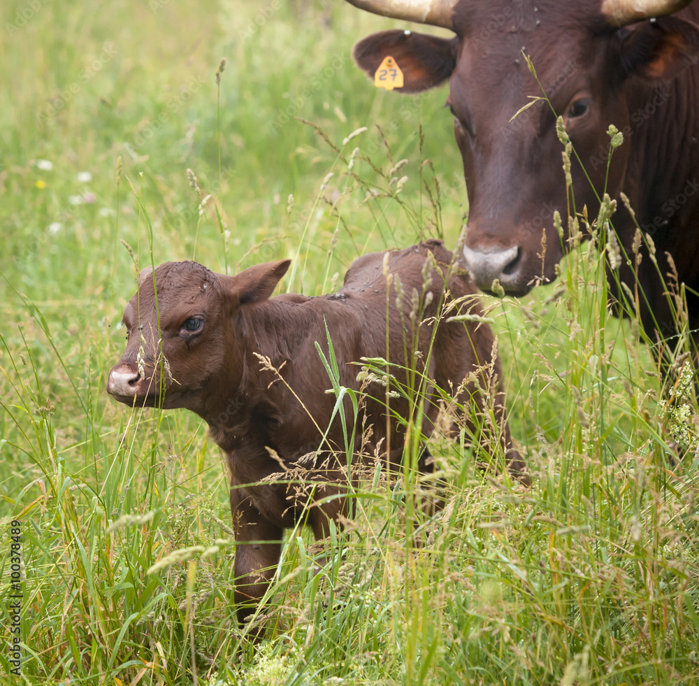 Newborn Calf: A newborn Red Devon calf being followed by its mother in ...