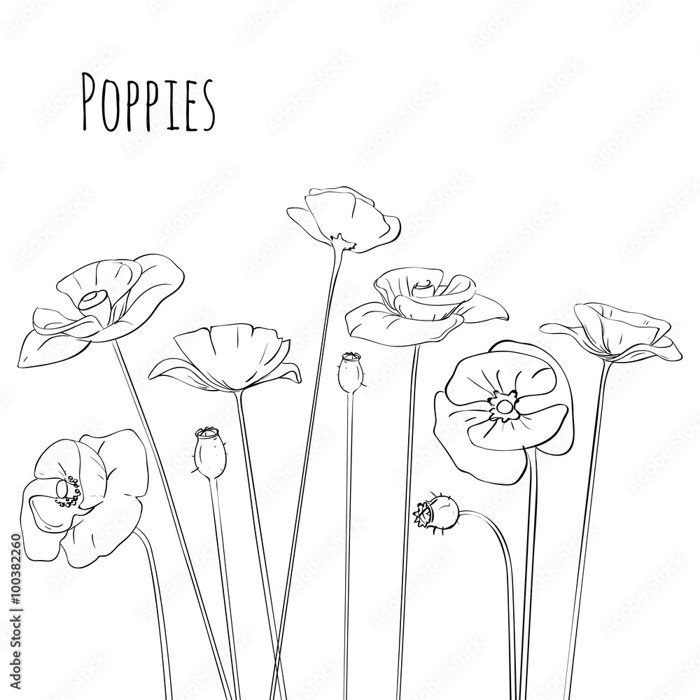 Line-art Poppies Isolated On White. Vector illustration Stock Vector ...