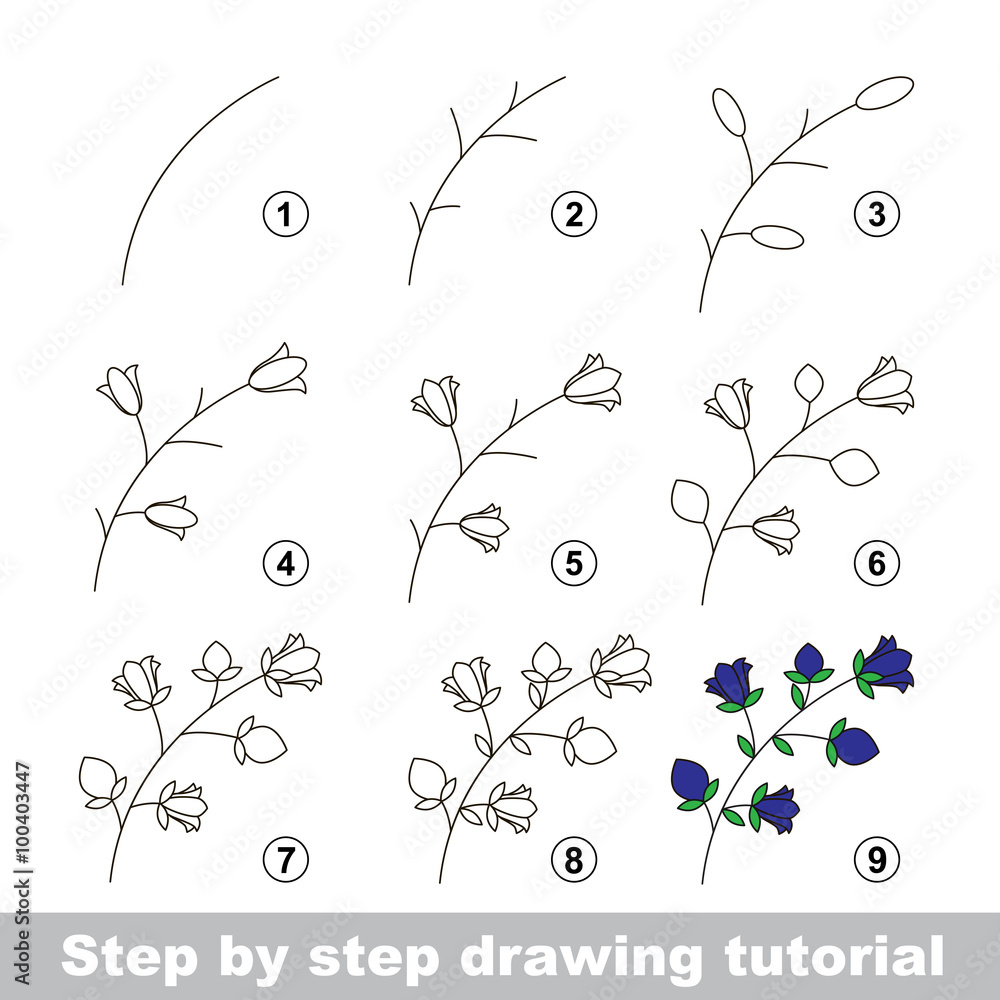 Drawing tutorial. How to draw a Bluebell Stock Vector | Adobe Stock