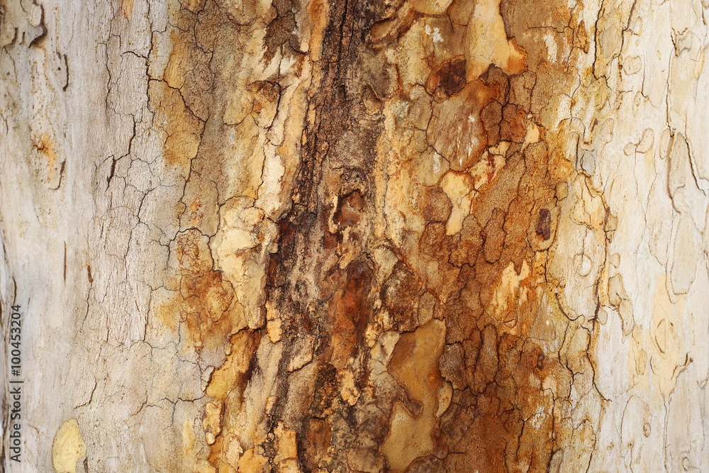 sycamore tree background Stock Photo | Adobe Stock