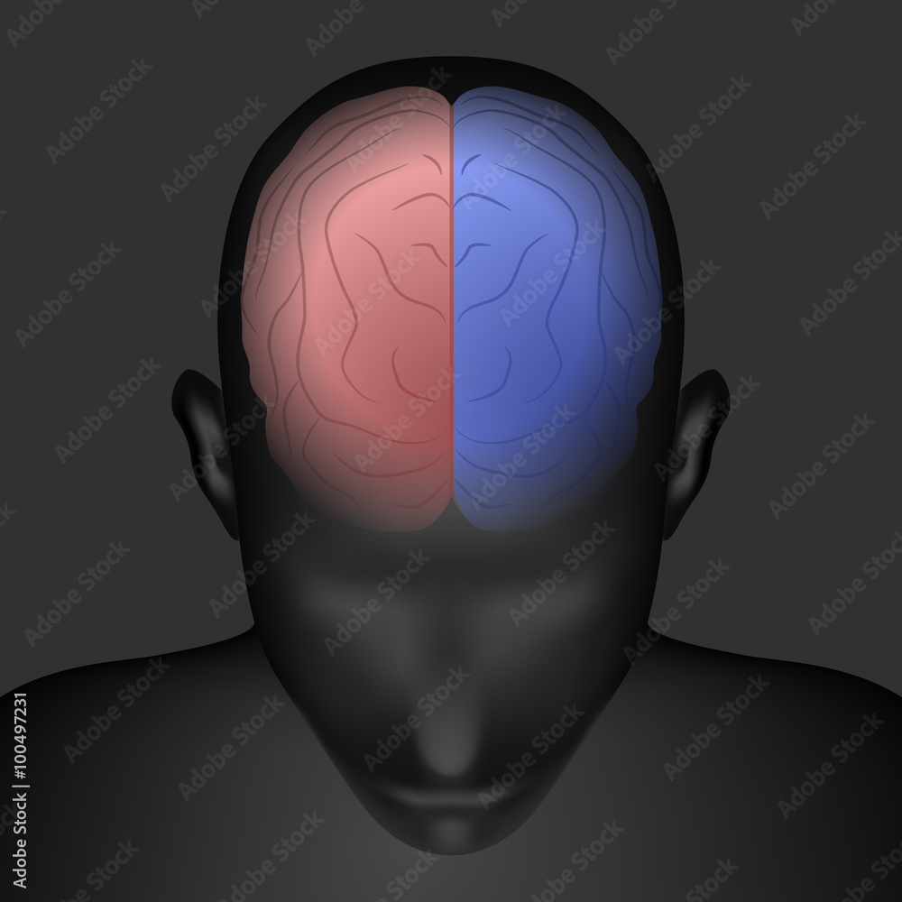 right brain and left brain, human head front top view, vector ...