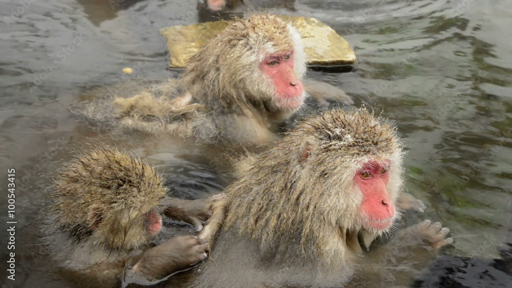 Video Stock Snow monkeys preening while in a natural hot-spring ...