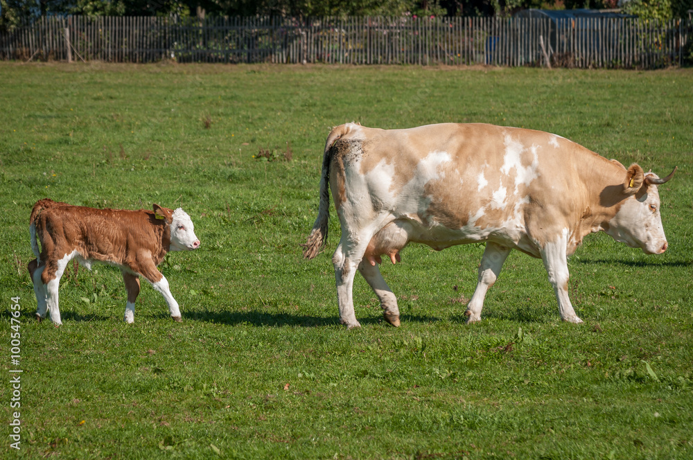 Mutter Kuh mit Ihrem kleinen Kalb auf der grünen Weide Stock Photo ...