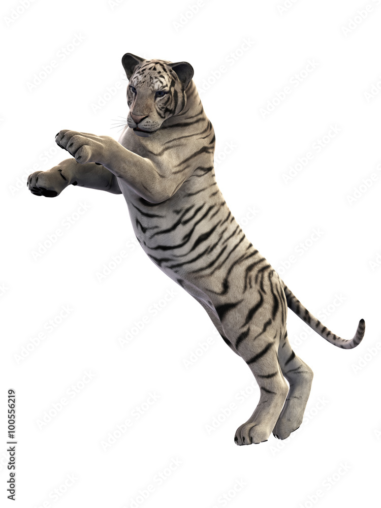 White Tiger Pouncing