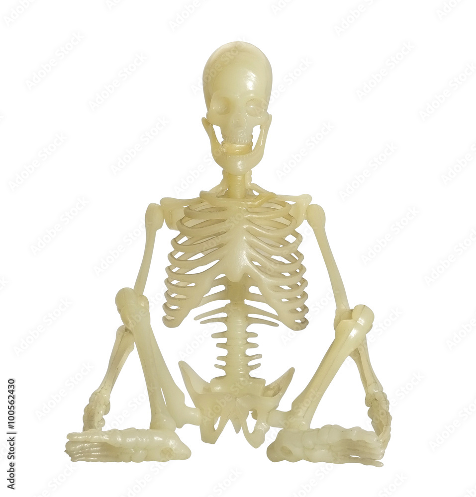 Human Skeleton / Human Skeleton on white background. Stock Photo ...