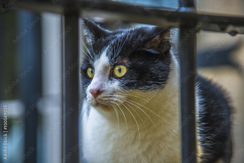 chat Stock Photo | Adobe Stock