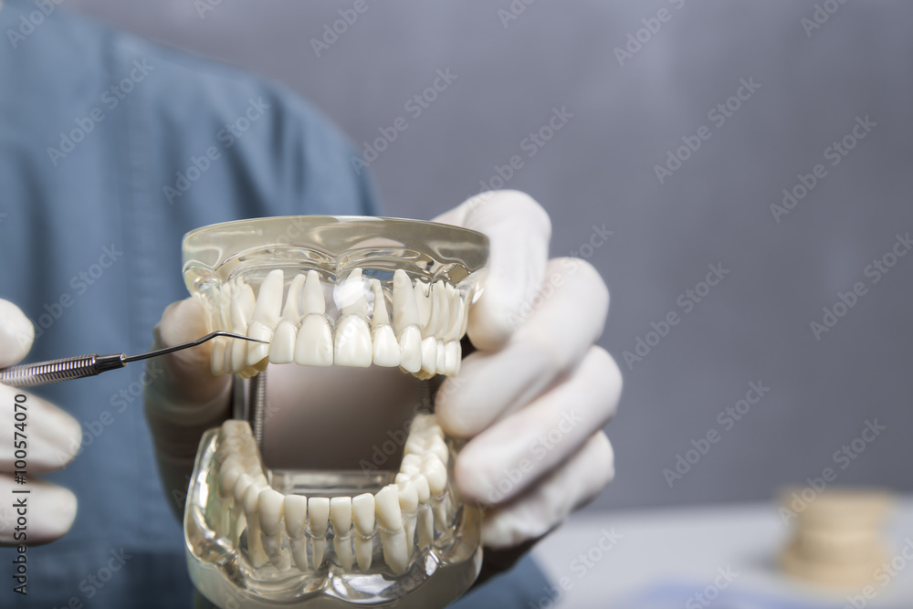 Dental cleaning instruction demonstration using transparent model of ...