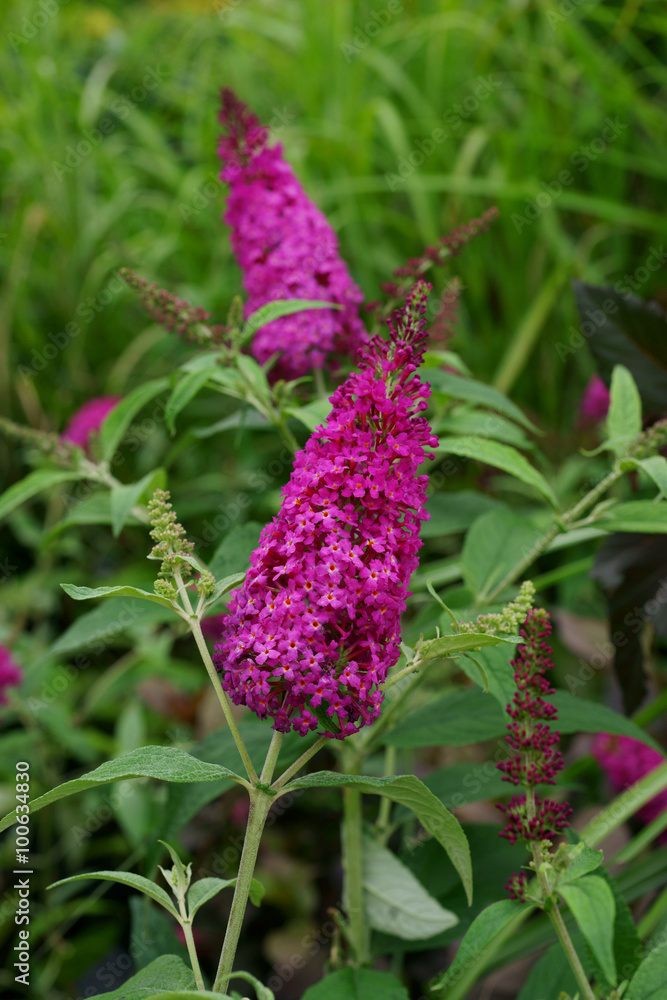 Buddleja davidii Miss Ruby Stock Photo | Adobe Stock