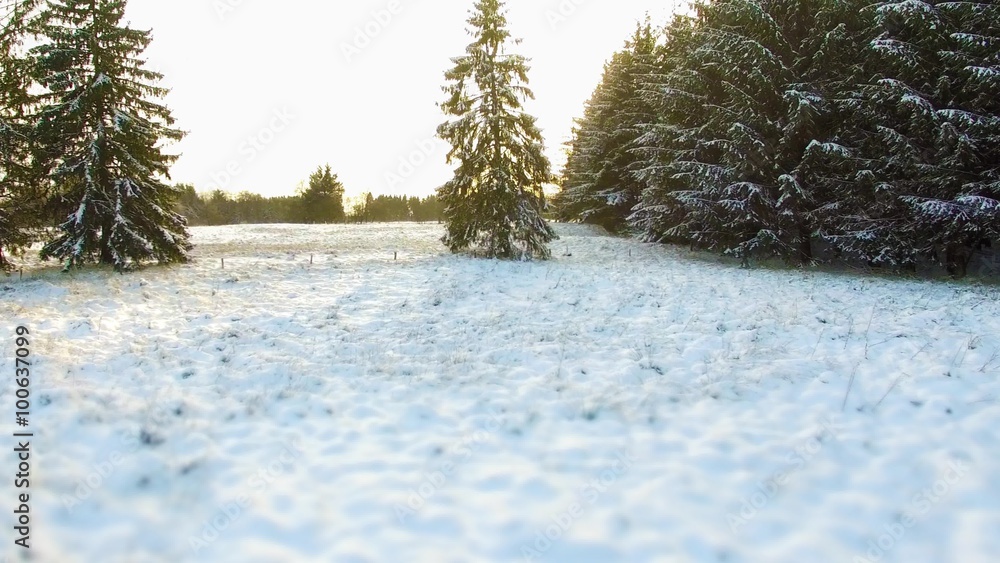 Aerial 4K - Ultra HD: Birds eye view on beautiful silent forrest ...