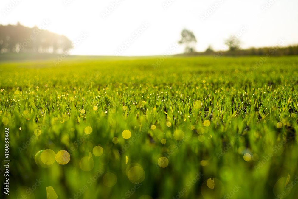 Fresh spring grass with drops on natural defocused light green ...