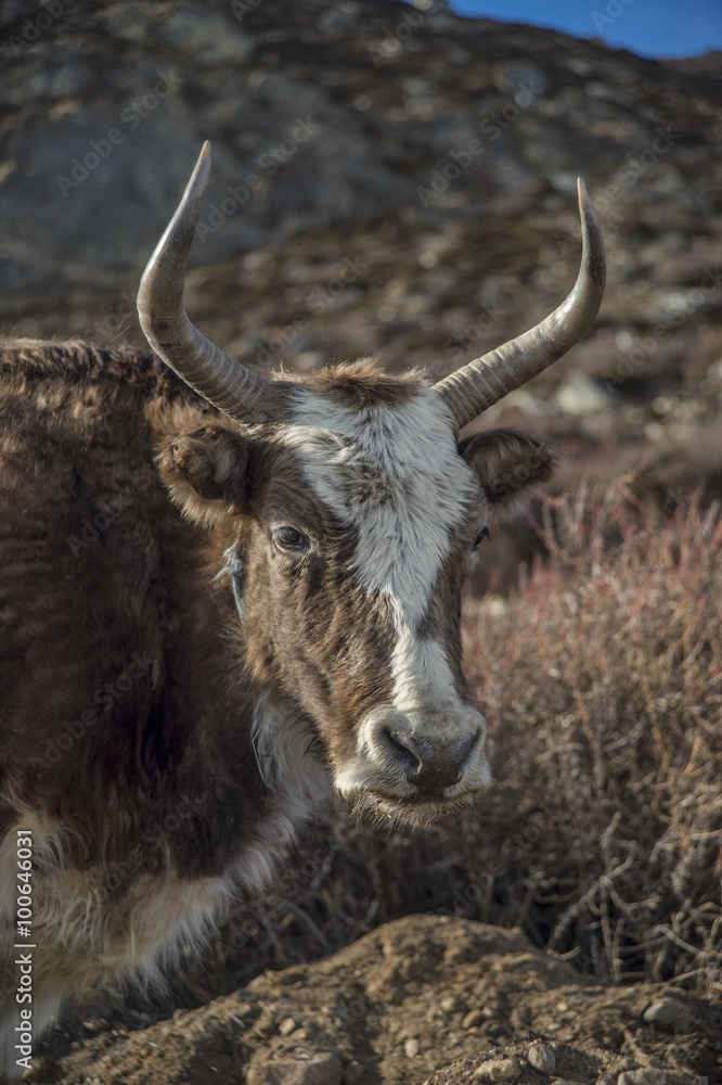 Dzo (yak hybrid) in the himalayas. Stock Photo | Adobe Stock