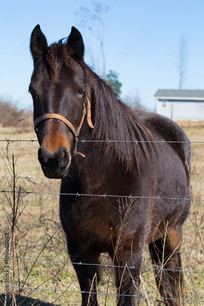 Liver Chestnut Horses