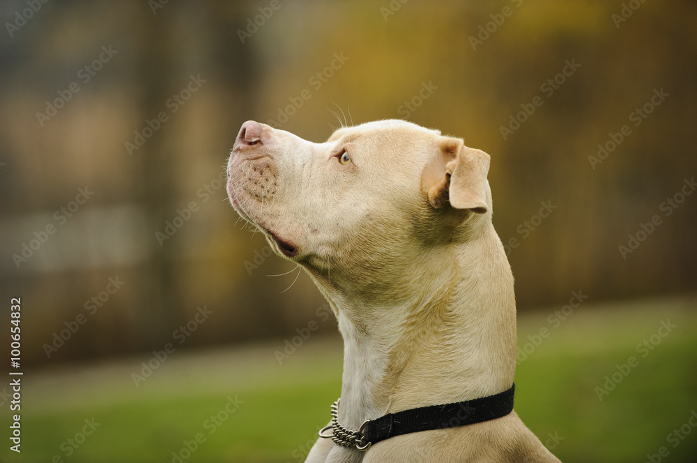 Pitbull Head Side View