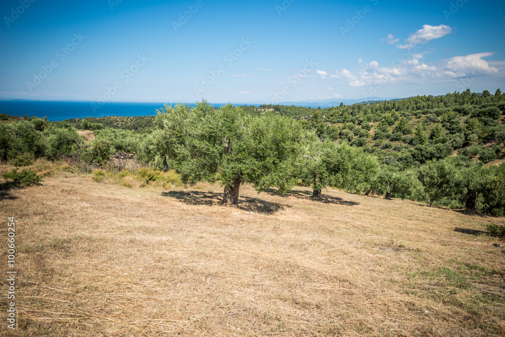 Olive tree field , Mediterranean olive field with old olive tree ready ...
