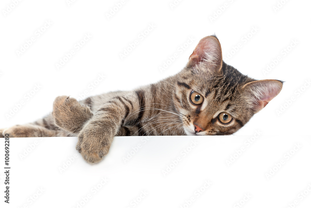 Young grey cat Stock Photo | Adobe Stock