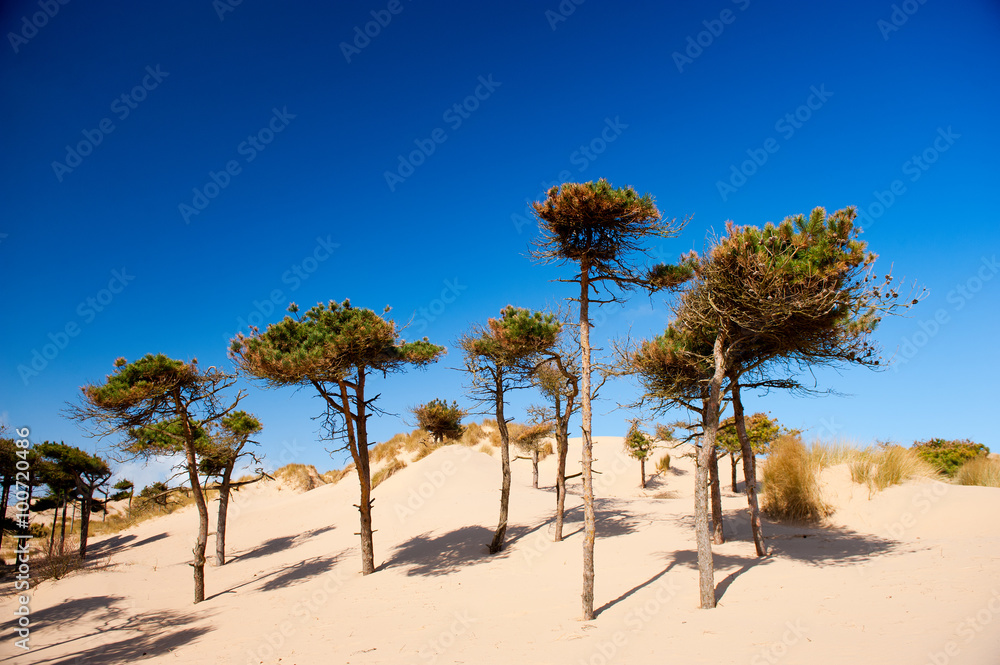 Sand dunes and pine trees of Formby beach near Liverpool, the North ...