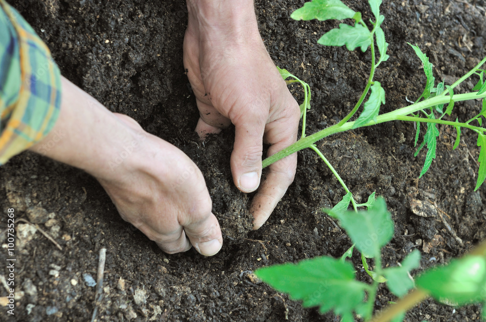 plantation de plants de tomates dans potager Stock Photo | Adobe Stock