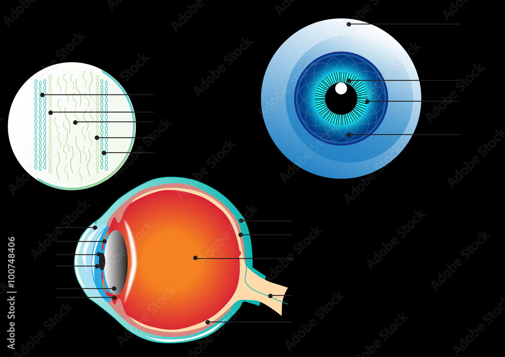 Cross section of human eye Stock Vector | Adobe Stock
