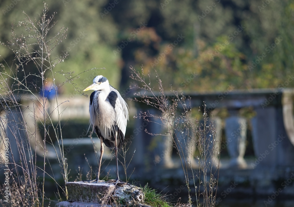 Grey heron bird in the gardens of Pitti Palace in Florence, Italy ...