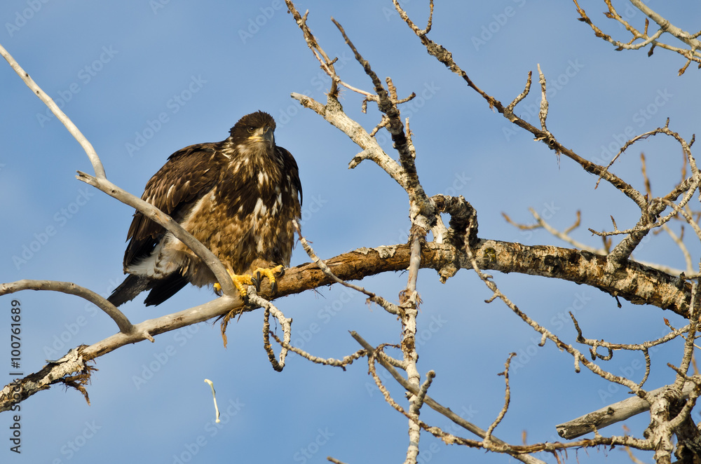 Young Bald Eagle Pooping From High in a Tree Stock Photo | Adobe Stock