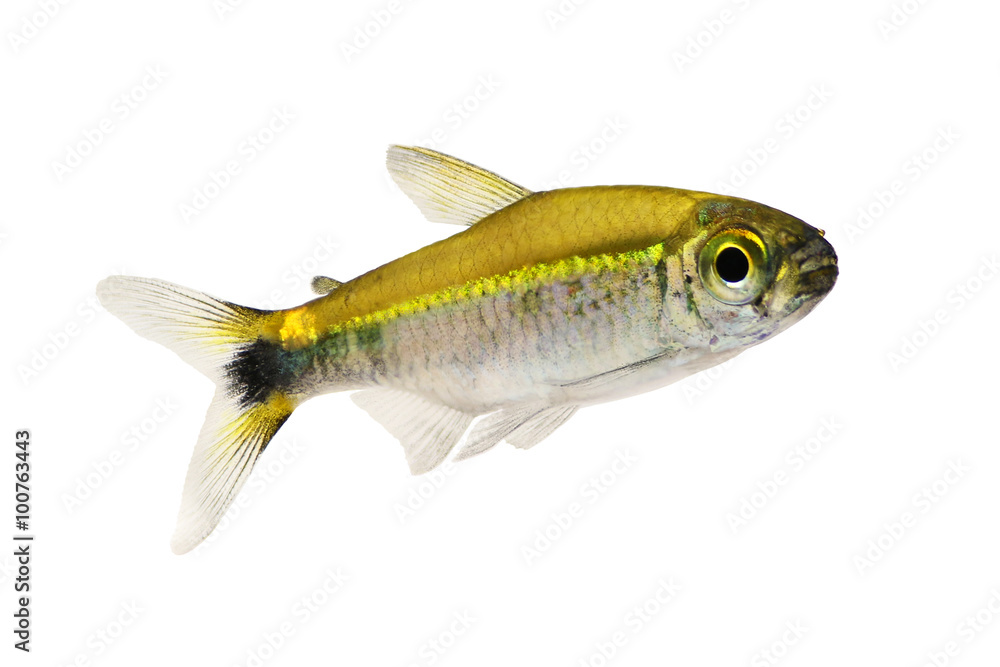 Neon Green Tropical Fish