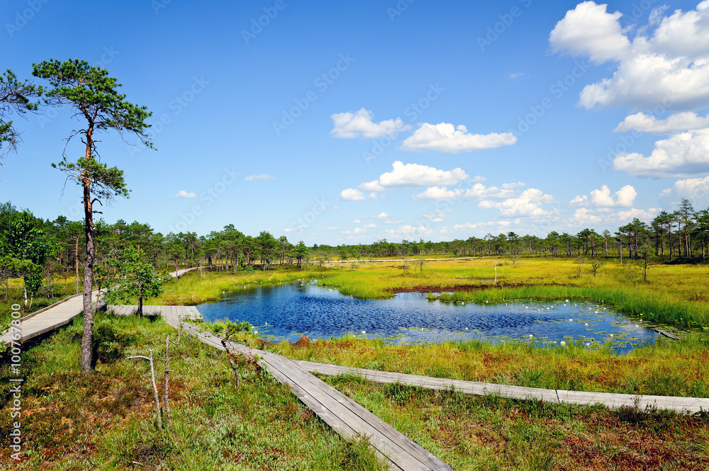 Hochmoor Riisa Raba / Estland Stock Photo | Adobe Stock