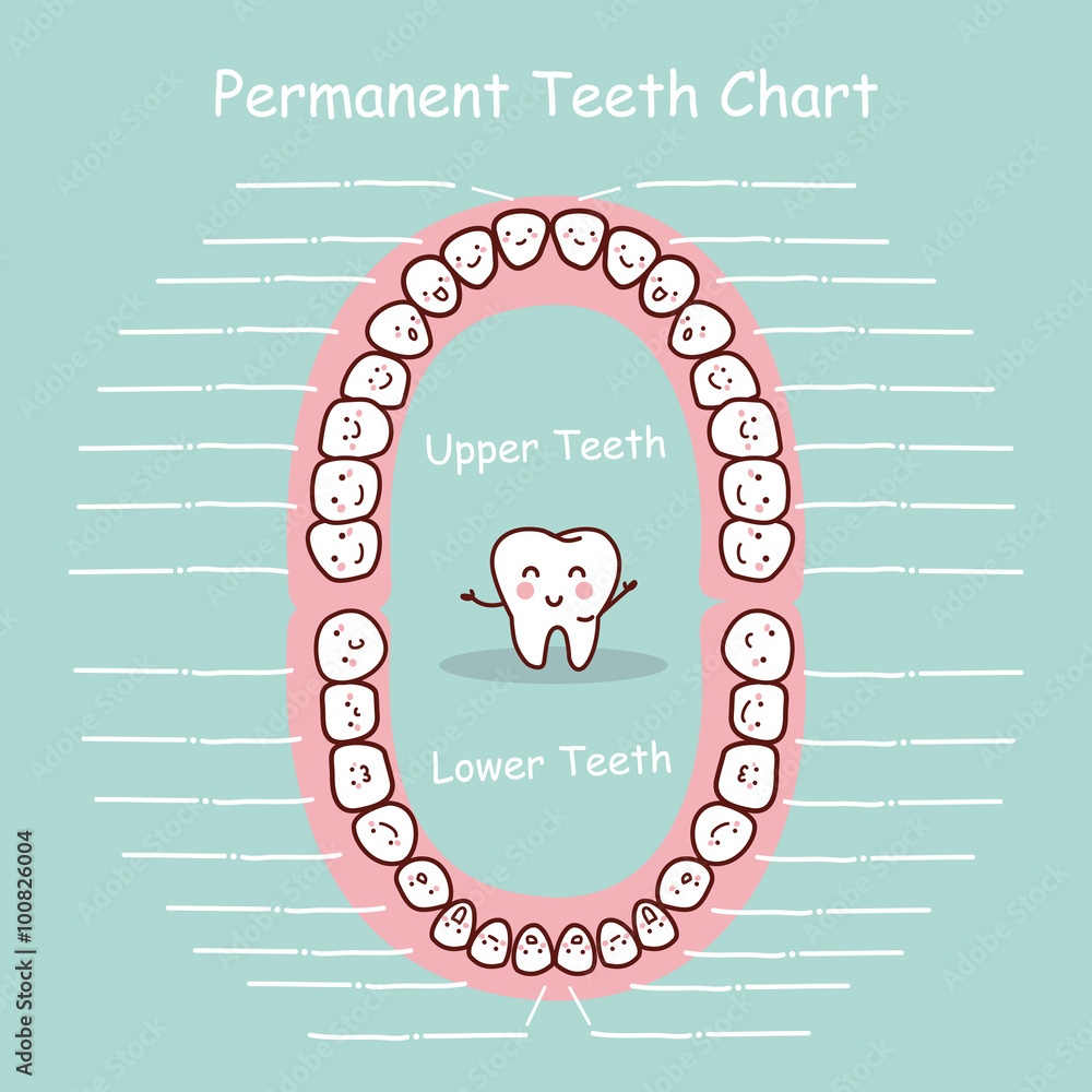 Permanent tooth chart record Stock Vector | Adobe Stock