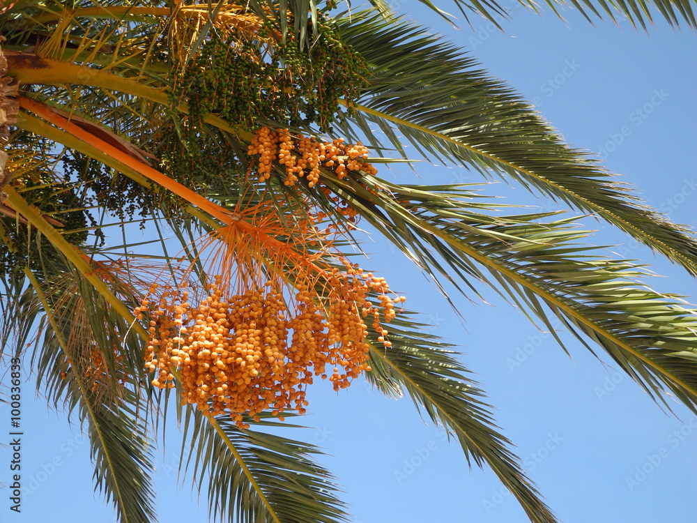 Dattelpalme Stock Photo | Adobe Stock