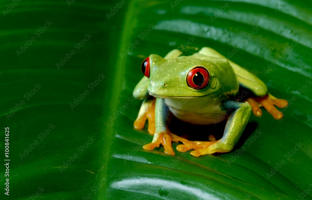 Red Tree Frog With Leaf