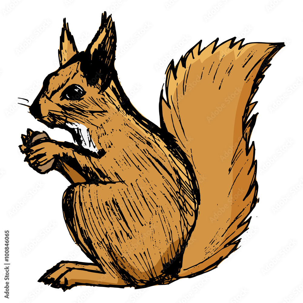 squirrel, illustration of wildlife, zoo, wildlife, animal of for Stock ...