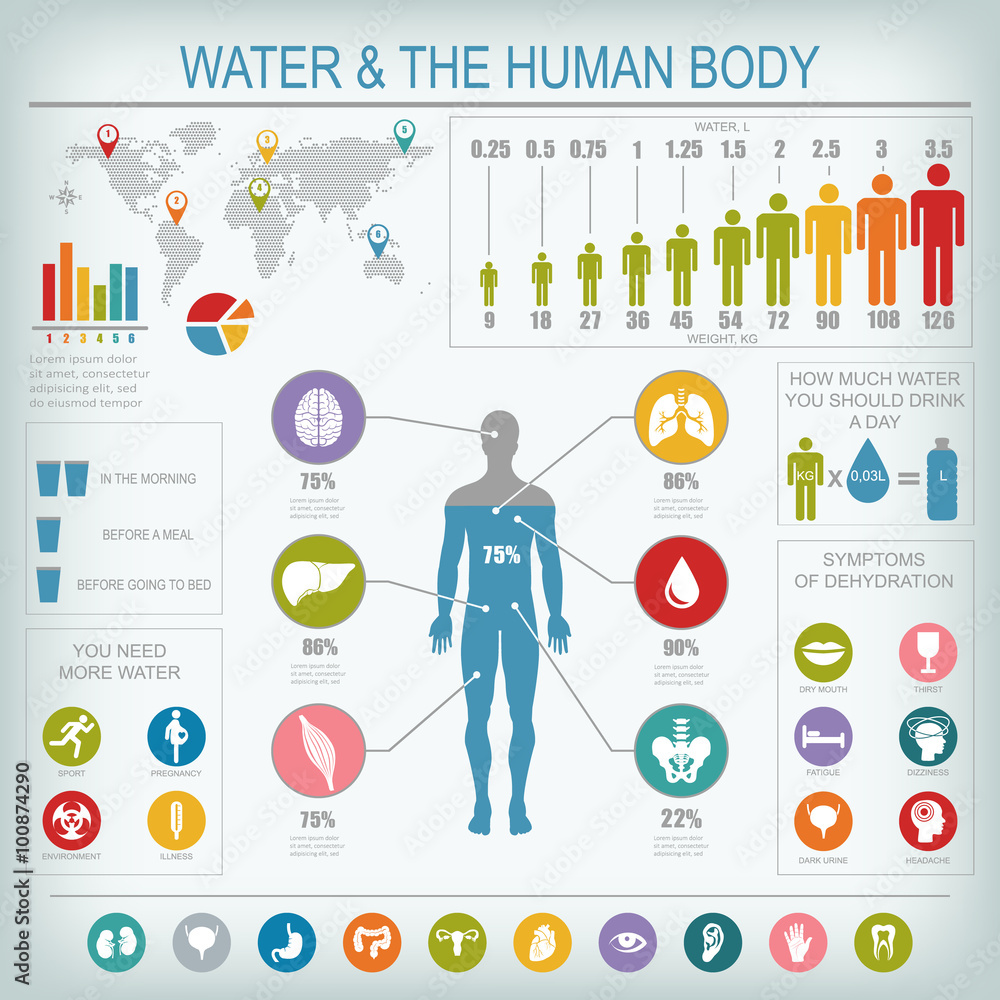 Water and human body infographic Stock Illustration | Adobe Stock