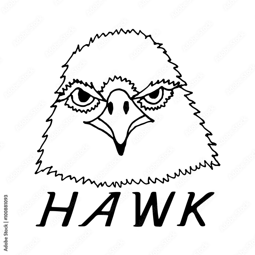 hand draw hawk head Stock Vector | Adobe Stock