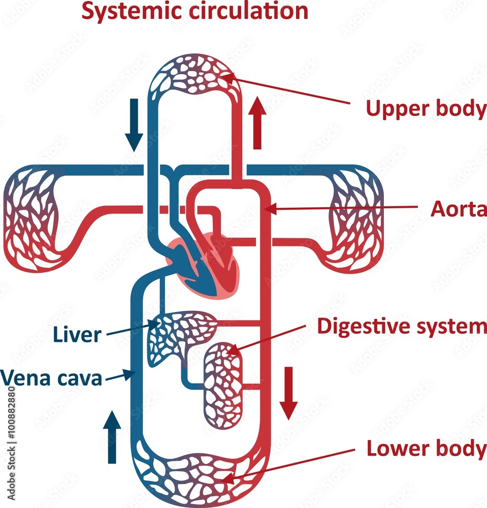 Circulatory system Stock Vector | Adobe Stock