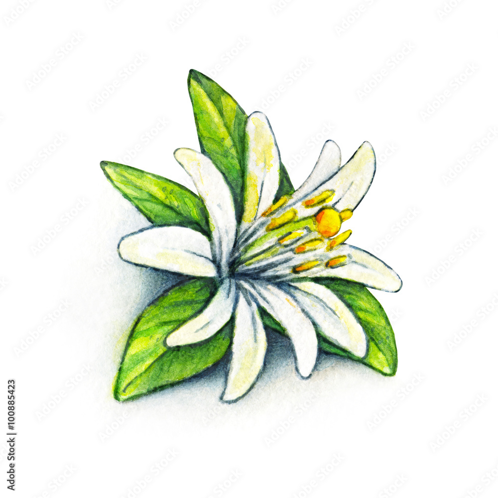 Orange Tree Flower Drawing