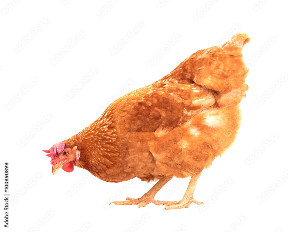 full body of brown chicken hen standing isolated white backgroun Stock ...