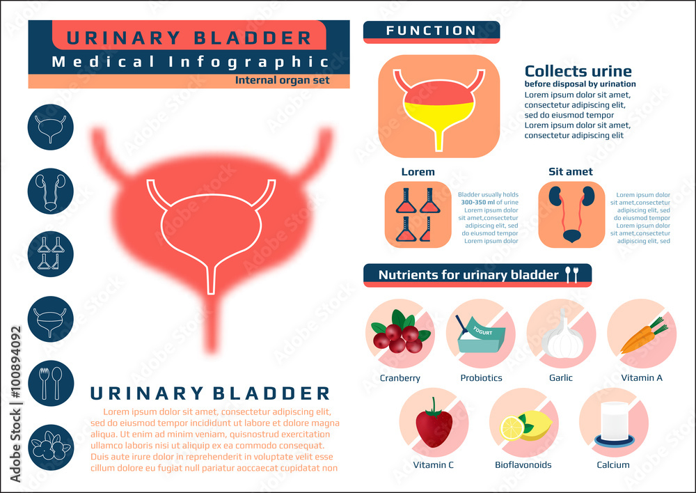 Medical infographic of urinary bladder function and nutrients, vector ...