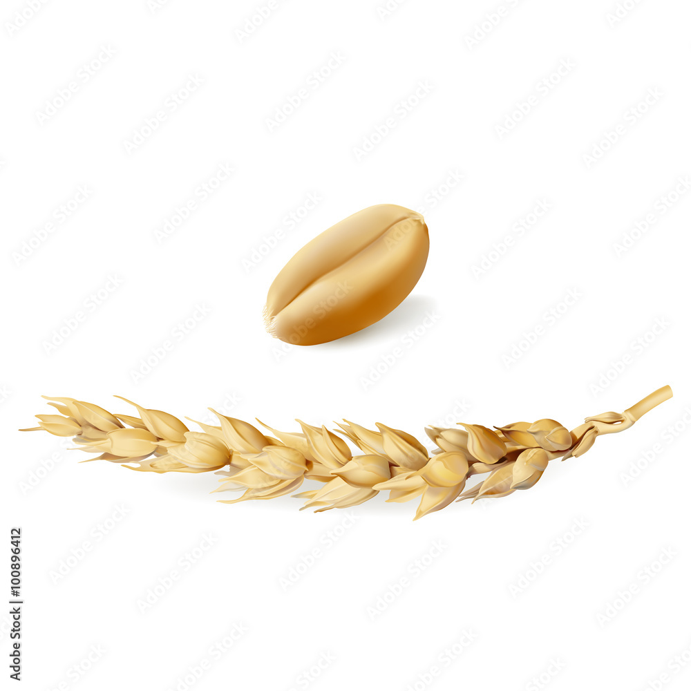 Wheat. Hand drawn vector illustration of ripe, golden yellow wheat ear ...