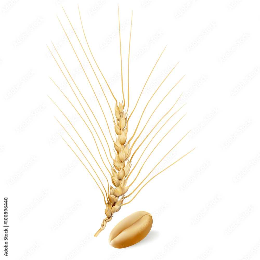 Wheat. Hand drawn vector illustration of ripe, golden yellow hulled ...