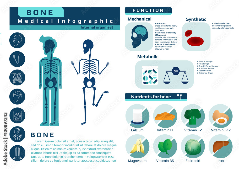 Medical infographic of bone, function and supplement, vector ...