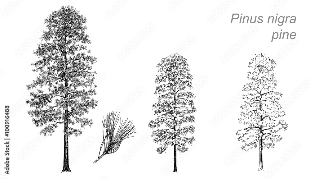 vector drawing of pine (Pinus nigra) Stock Vector | Adobe Stock
